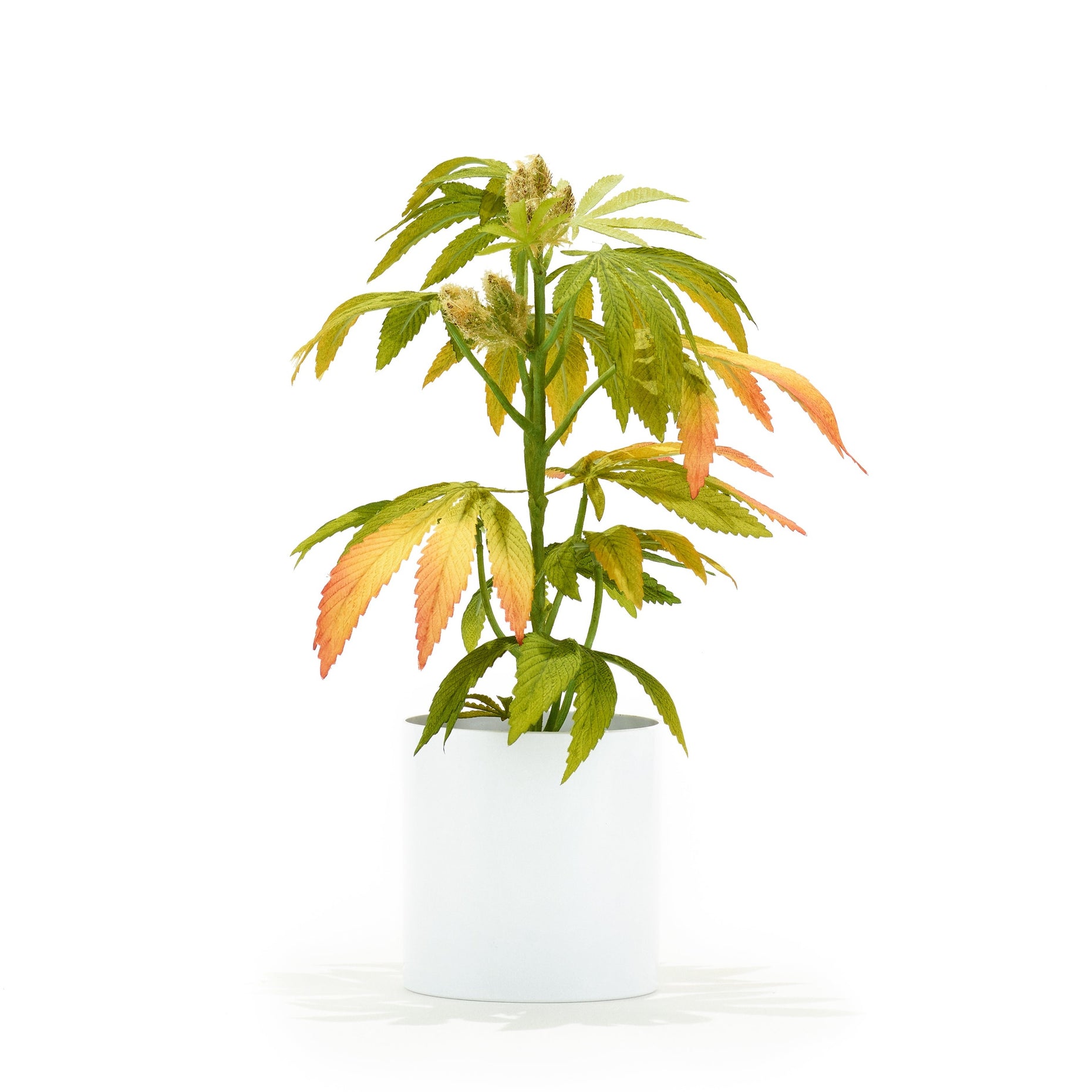 Pot Plant – potplant.shop
