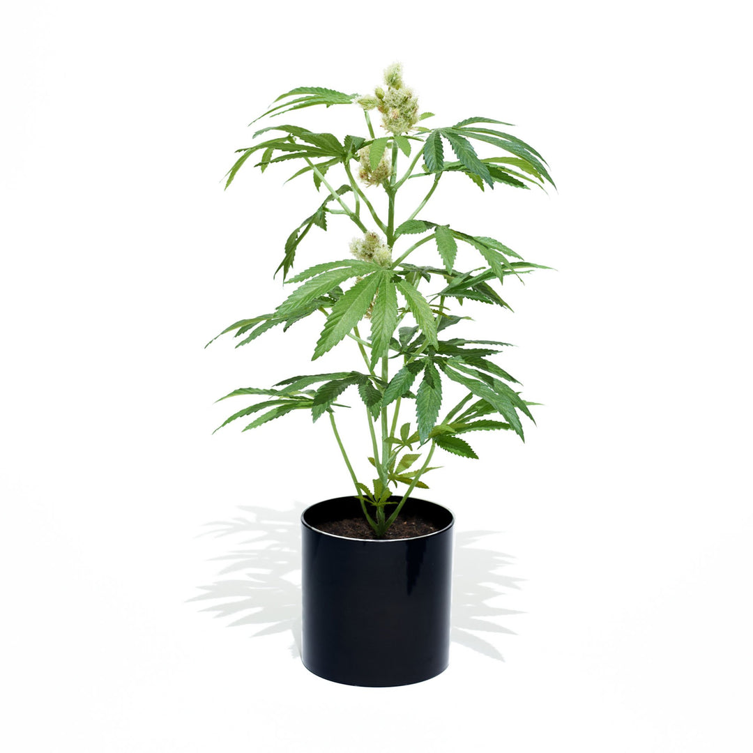 Pot Plant – potplant.shop